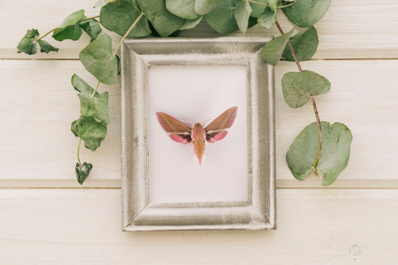 Elephant hawk moth print moth poster nature wall art pink | Etsy