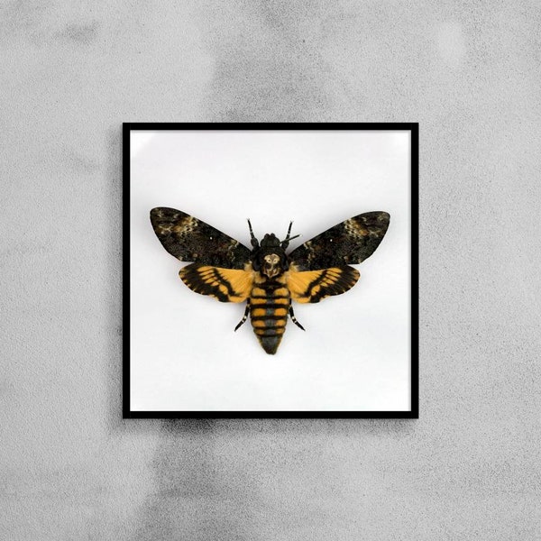 Death Head Moth Wall Art - Etsy