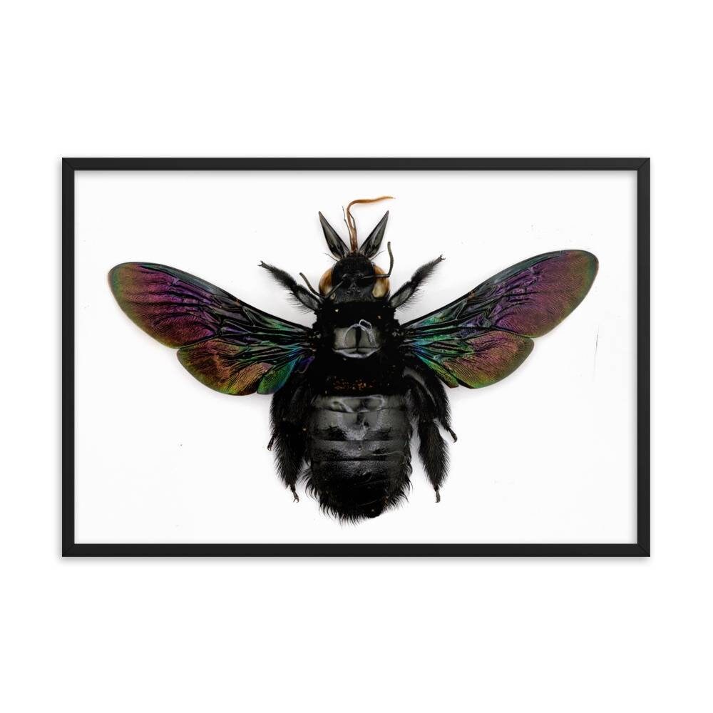Carpenter Bee Boho Art Print Gothic Home Decor Nature - Etsy