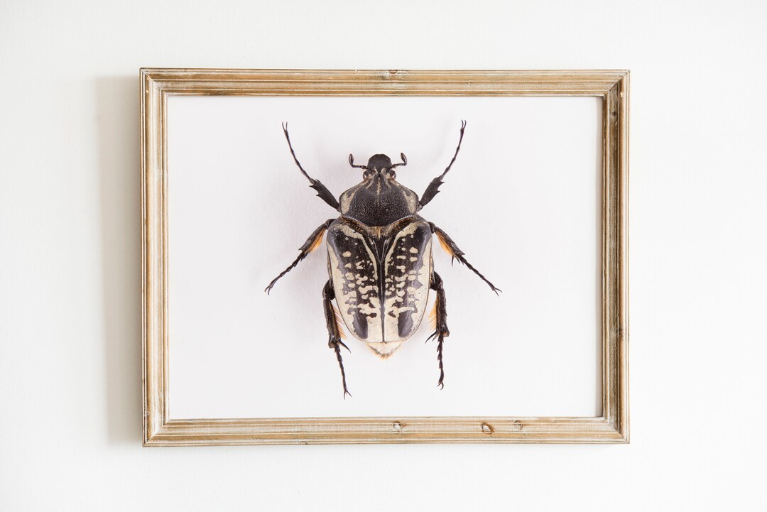 Goliath Beetle Poster, Beetle Art, Nature Wall Art, Insect Art Print ...