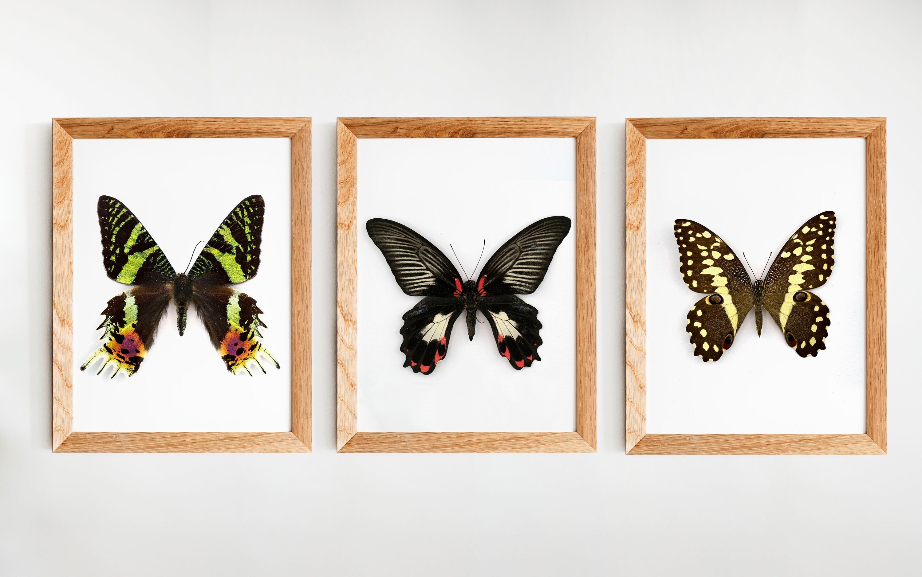 Set of 3 butterflies prints Butterfly wall art butterfly | Etsy