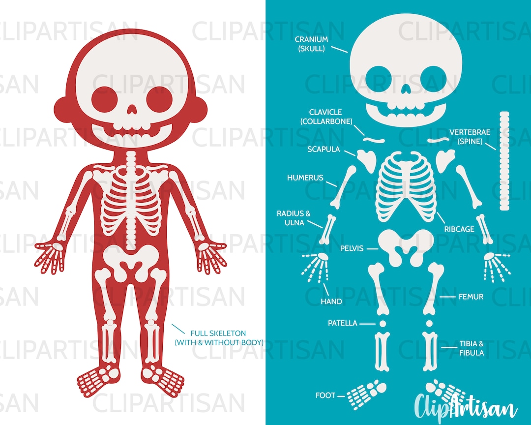 Skeleton Parts Clipart Human Body Halloween PNG Instant Download 0030 ...