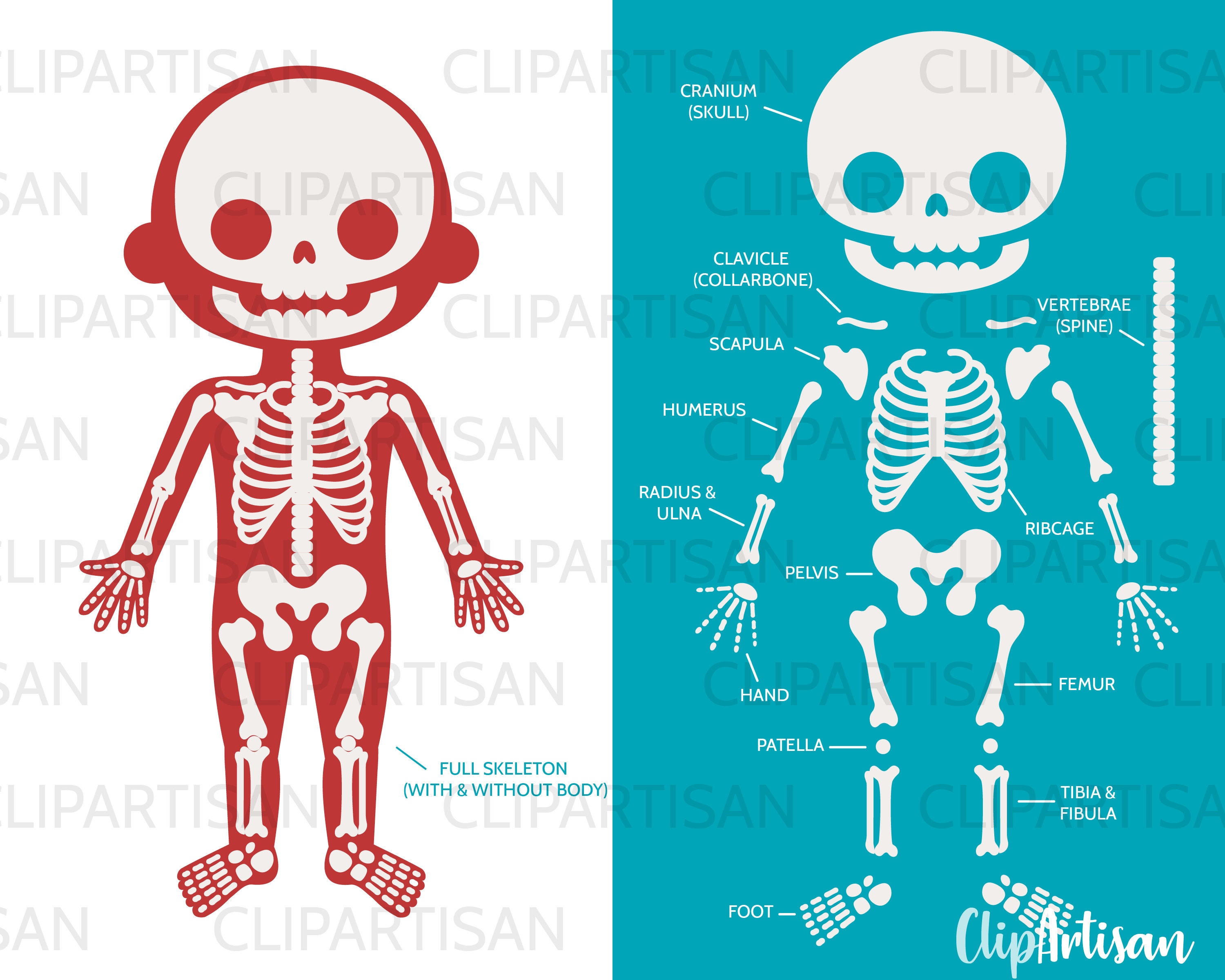 Clipart Of The Skeletal System