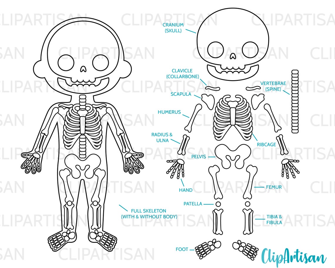 Skeleton Parts Clipart Human Body Halloween PNG SVG Instant - Etsy