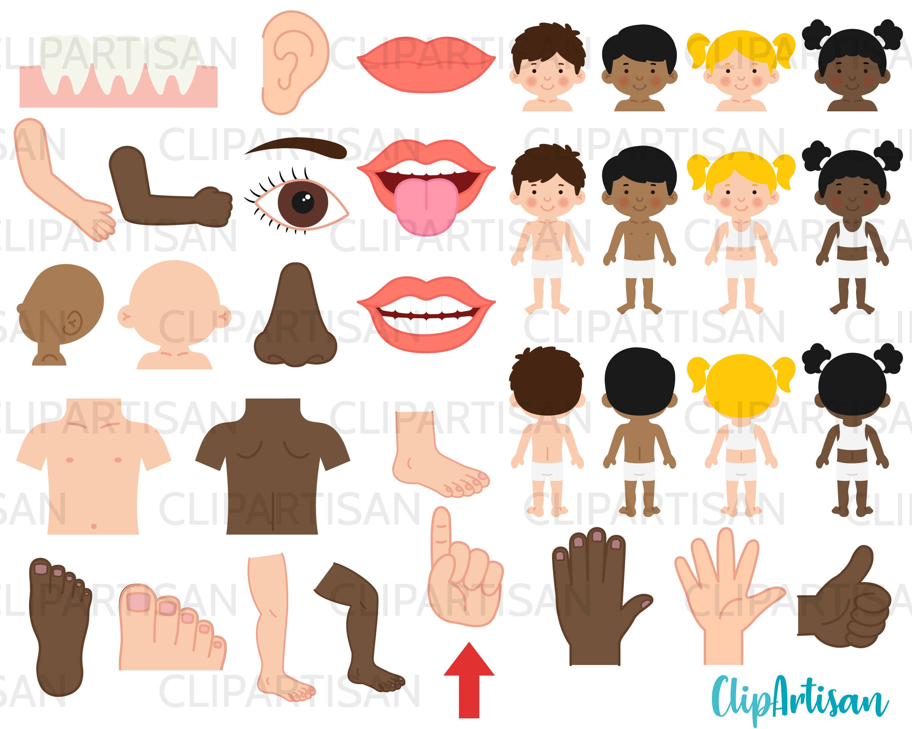 Human Body Systems Anatomy Clipart Bundle PNG Instant Download - Etsy UK