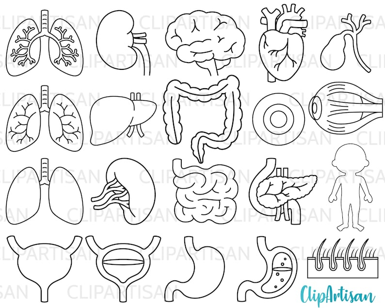 Human Body Systems Anatomy Clipart Digital Stamps Bundle PNG - Etsy