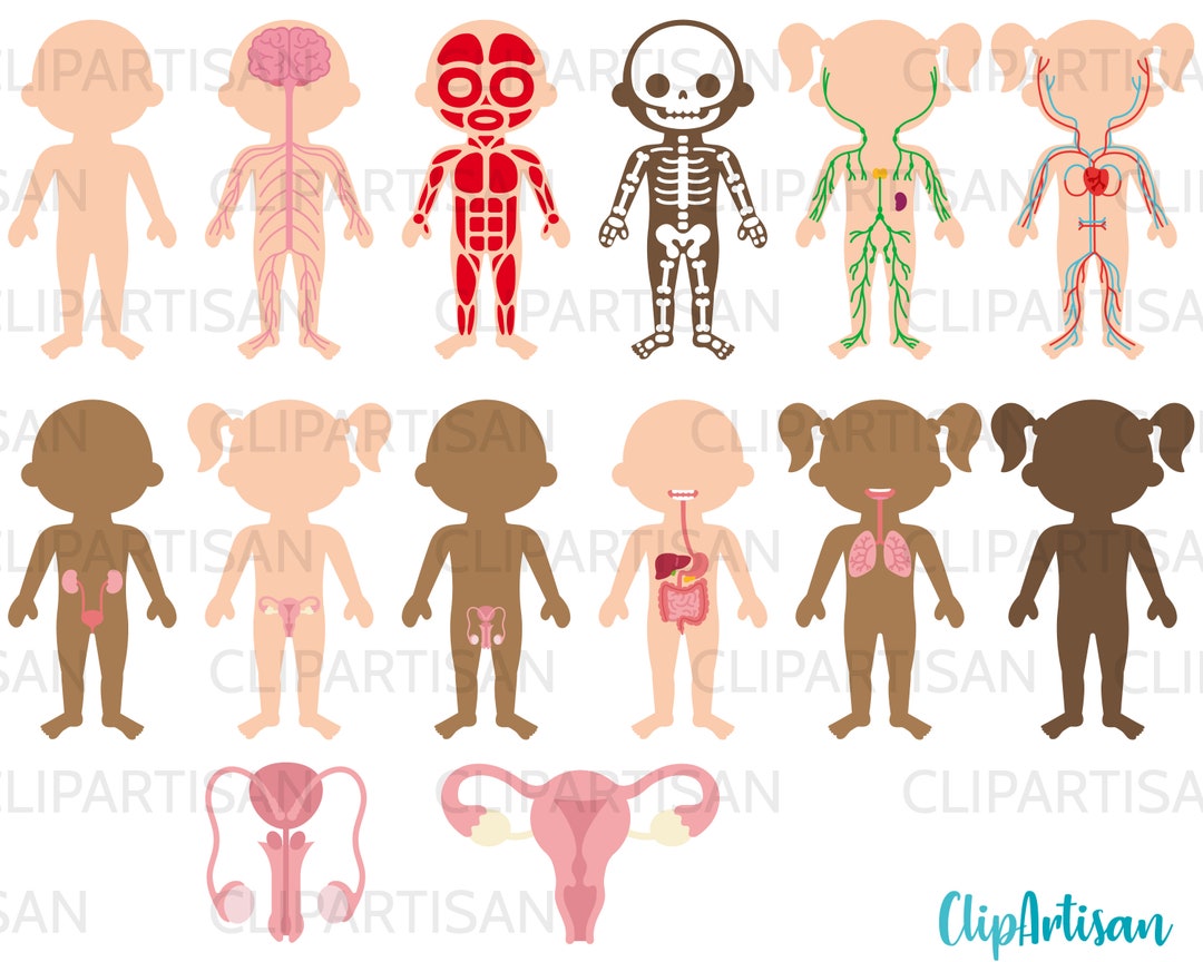Human Body Systems Anatomie Clipart PNG Instant Download 0031 - Etsy ...