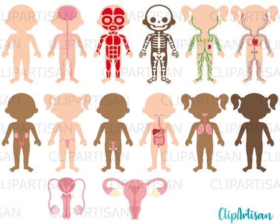 Human Body Systems Anatomy Clipart PNG Instant Download 0031 - Etsy