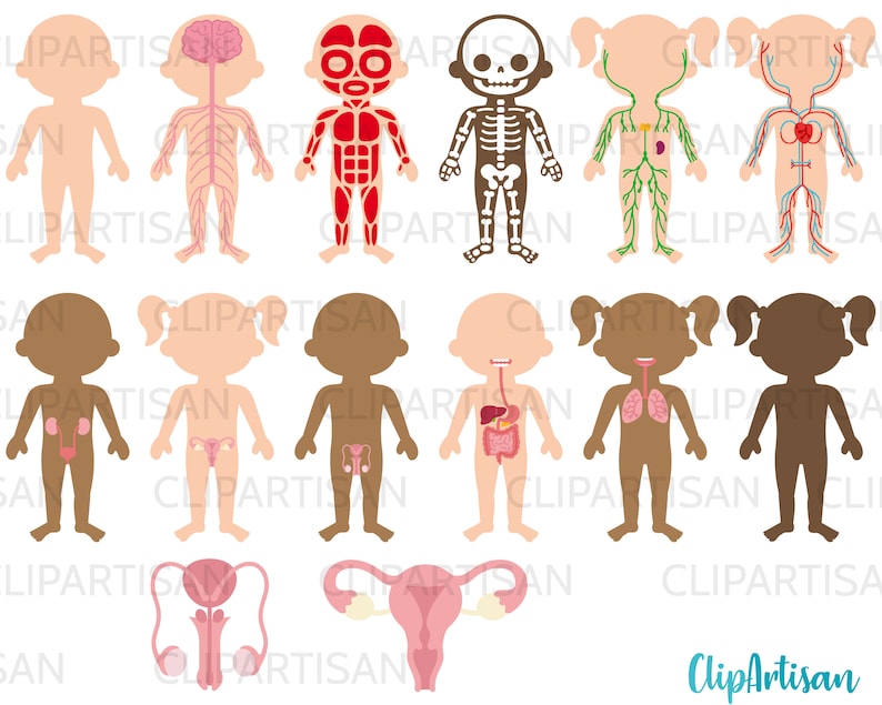 Human Body Systems Anatomy Clipart PNG Instant Download 0031 - Etsy UK