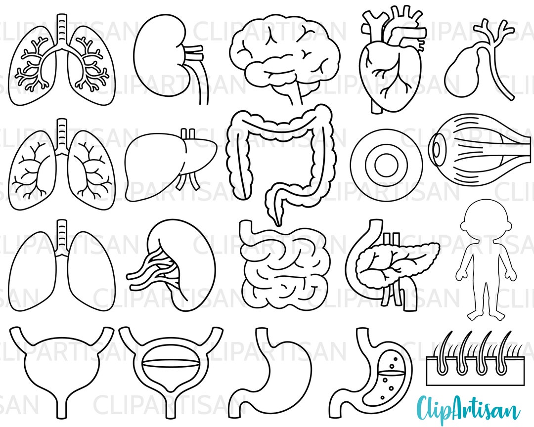 Body Organs Clipart Digital Clip Art Human Body PNG SVG Instant ...