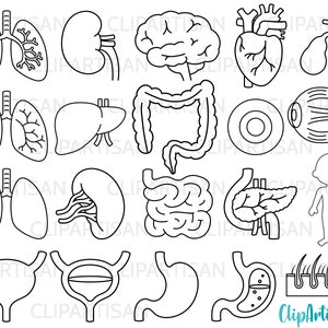 Body Organs Clipart Digital Clip Art Human Body PNG SVG Instant ...