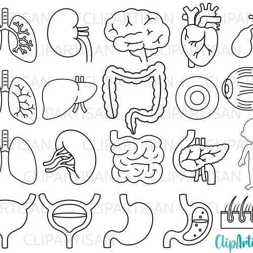 Body Organs Clipart Digital Clip Art Human Body PNG SVG - Etsy UK