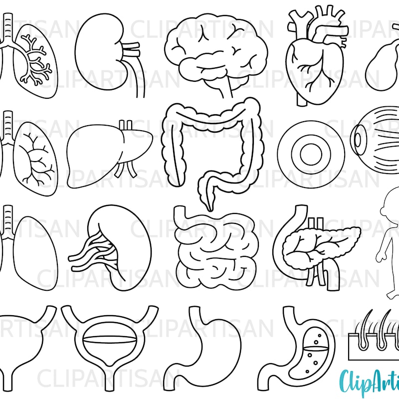 Cartoon Body Organs - Etsy