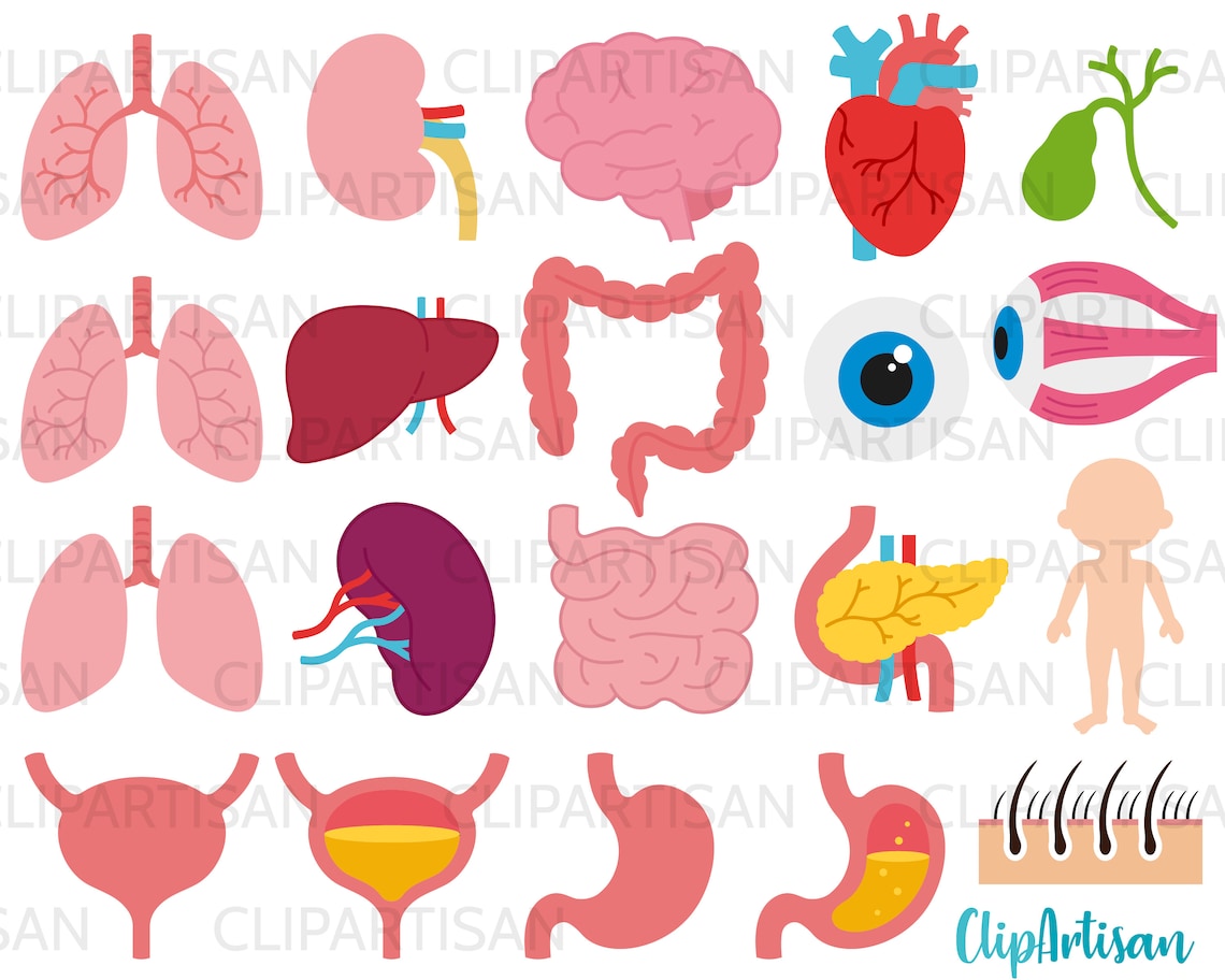 Body Organs Clipart Digital Clip Art Human Body PNG Instant Download ...
