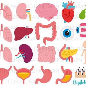 Body Organs Clipart Digital Clip Art Human Body PNG Instant Download ...