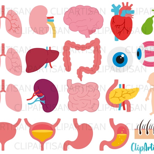 Body Organs Clipart Digital Clip Art Human Body PNG SVG - Etsy