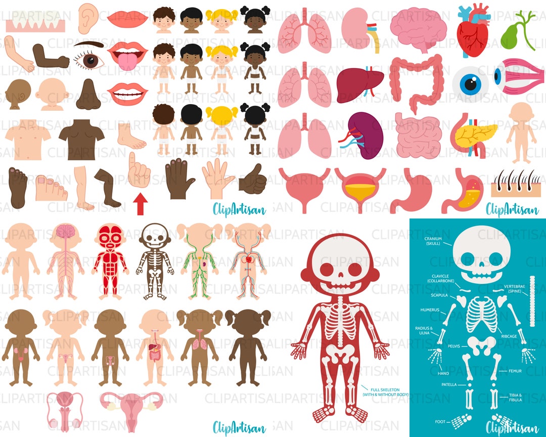 Human Body Systems Anatomy Clipart Bundle PNG Instant Download 0032 ...