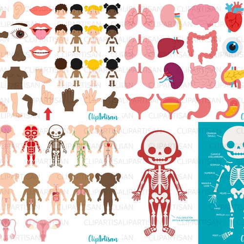 Human Body Systems Anatomy Clipart PNG Instant Download 0031 - Etsy