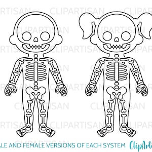 Human Body Systems Anatomy Clipart Digital Stamps PNG SVG Instant ...