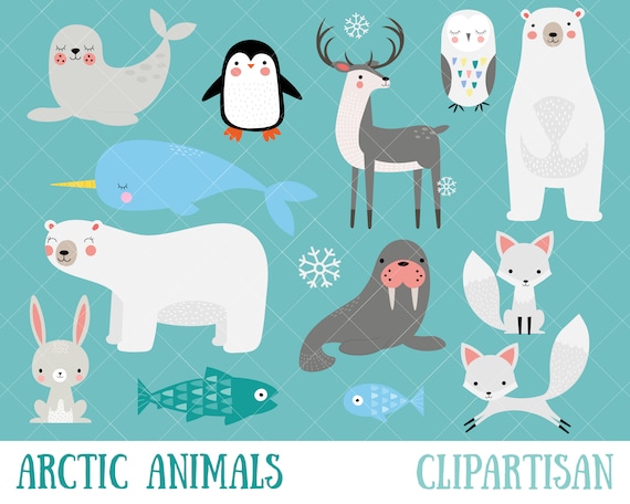 Antarctic Animals Vs Arctic Animals Clipart