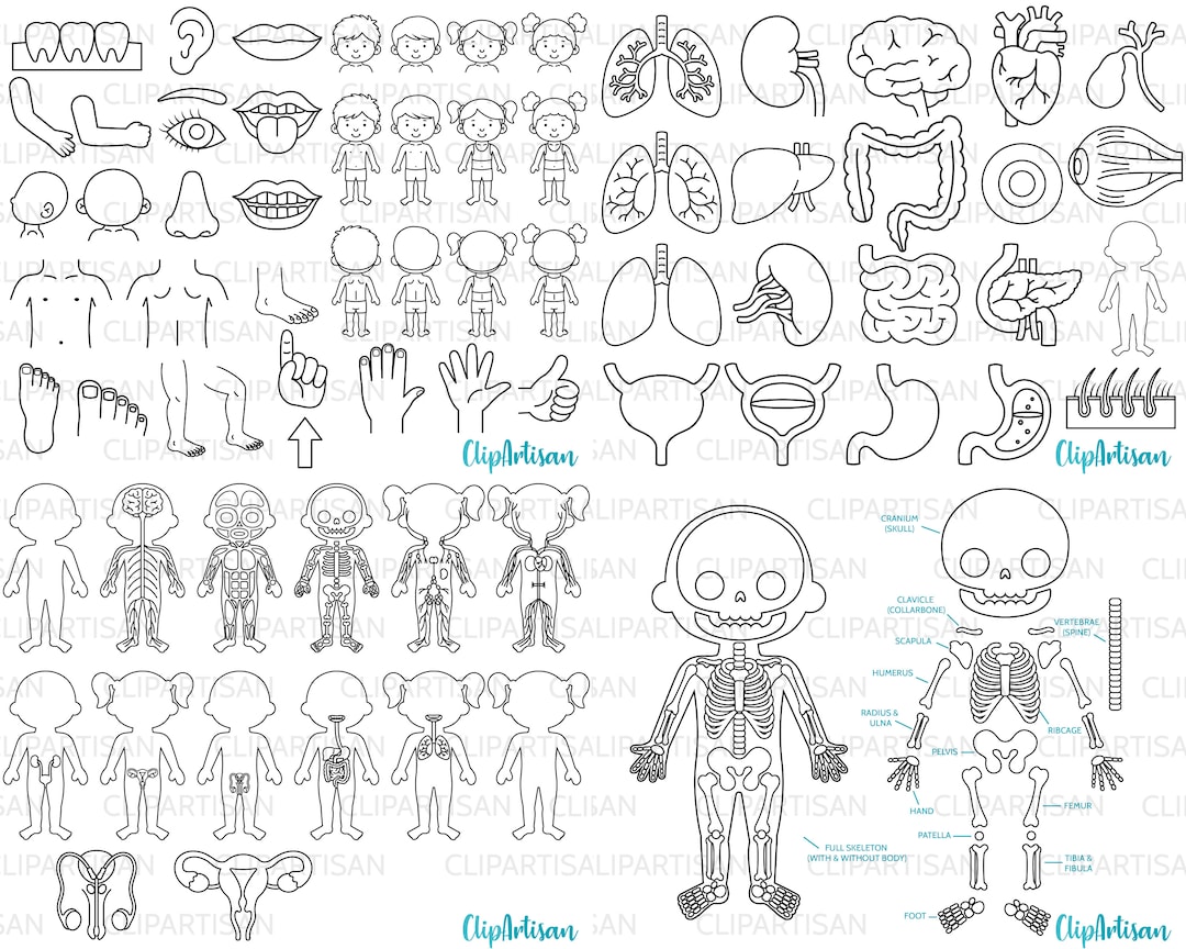 Human Body Systems Anatomy Clipart Digital Stamps Bundle PNG Instant ...