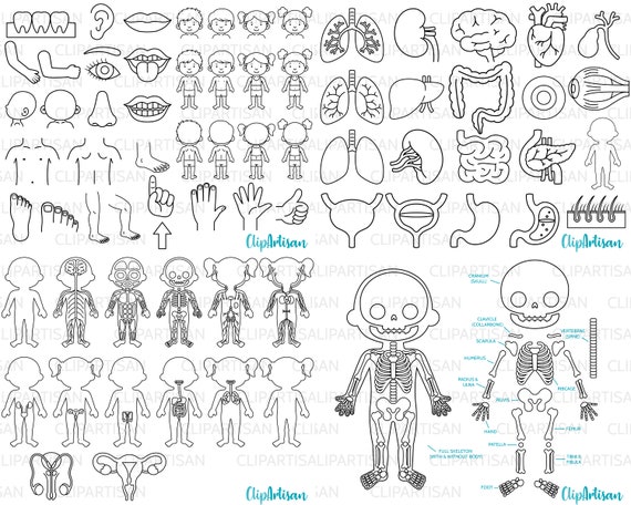 Human Body Systems Clipart Black And White