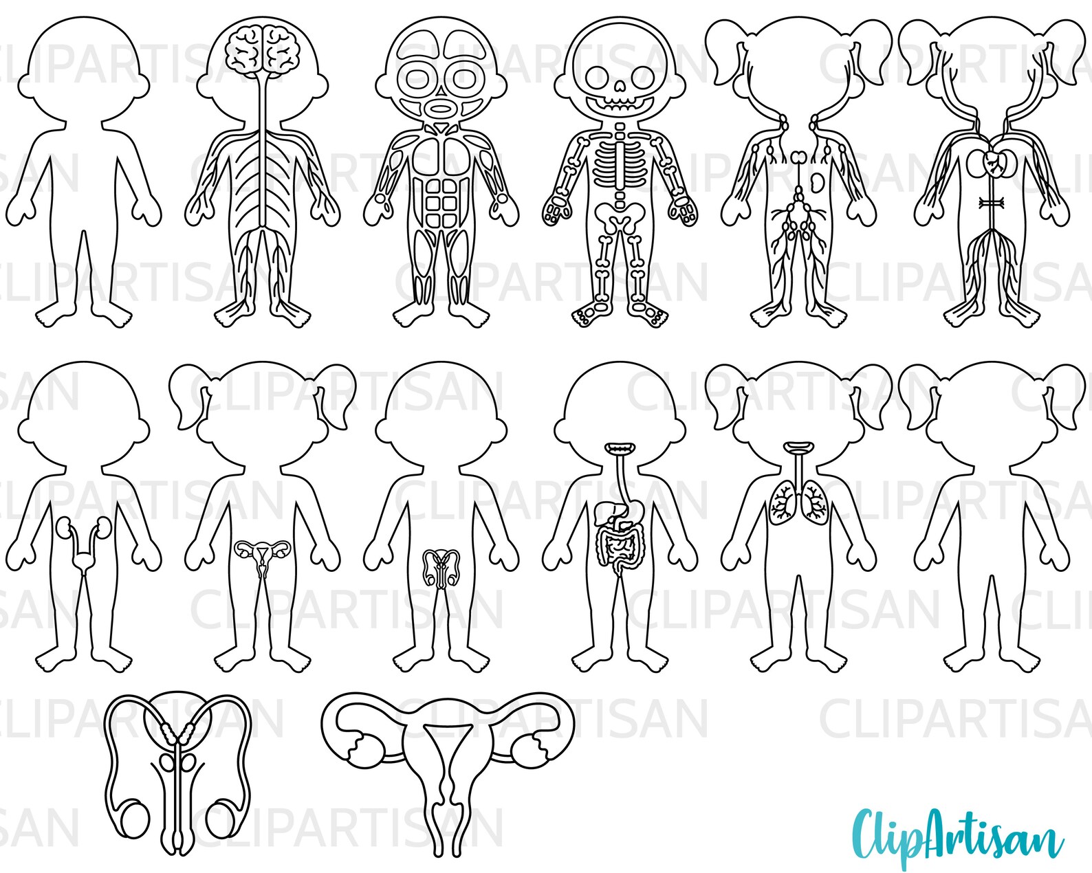 Human Body Systems Anatomy Clipart Digital Stamps Bundle PNG Instant ...