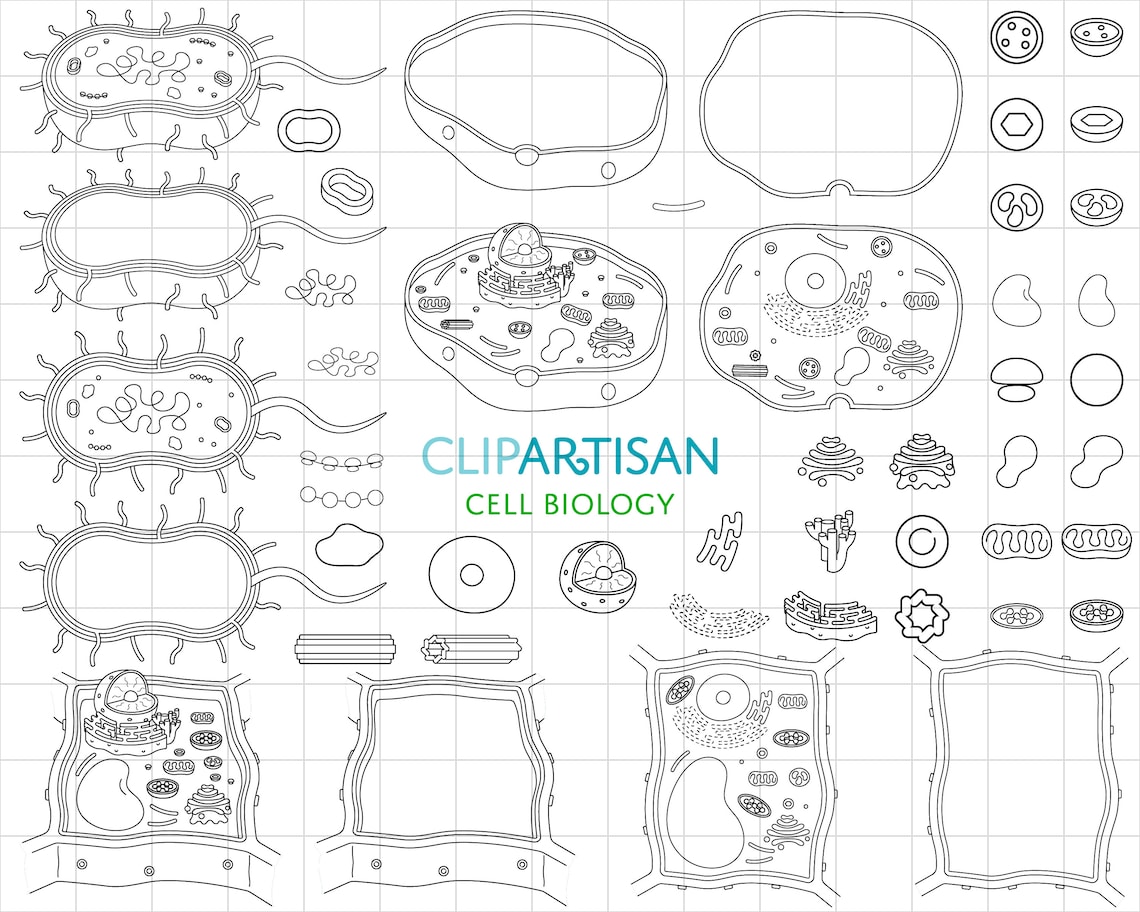 Cell Biology Clip Art, Cell Organelles Digital Stamps, Animal Cell ...