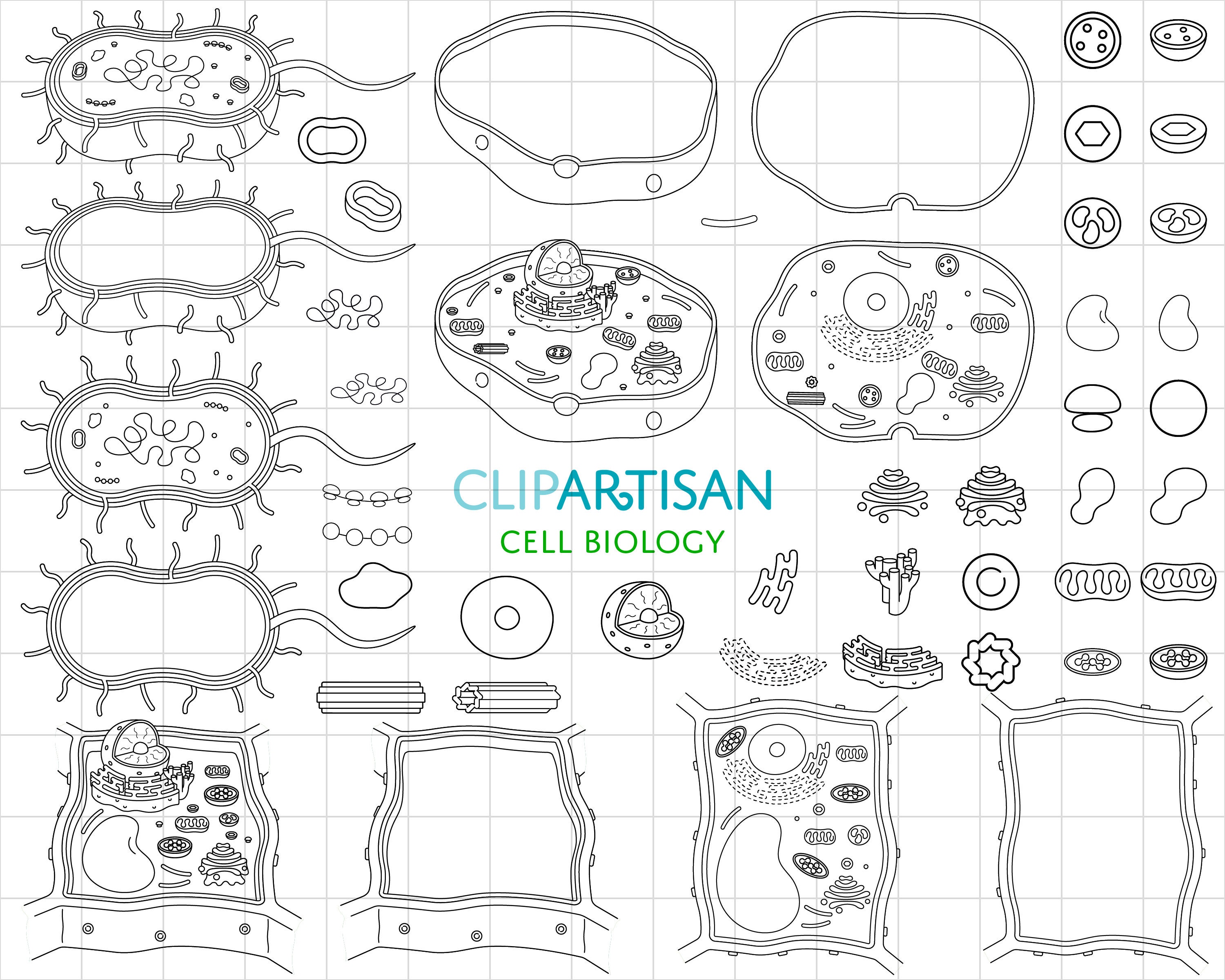 Cell Biology Clip Art Cell Organelles Digital Stamps Animal - Etsy ...