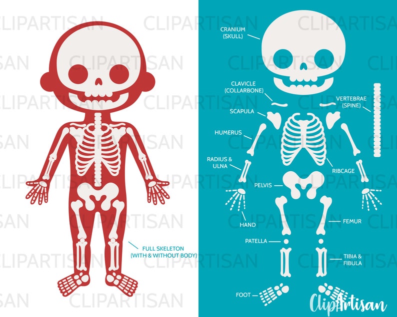 Human Body Systems Anatomy Clipart Bundle PNG Instant Download - Etsy UK