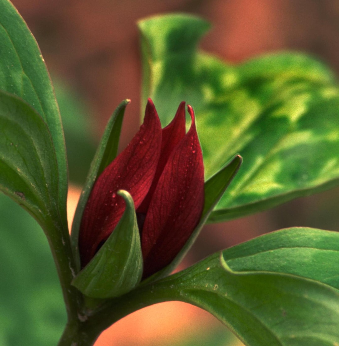 Trillium @ Black Hawk Park - 8" Sq. Quality Print by Photographer Heidi ...