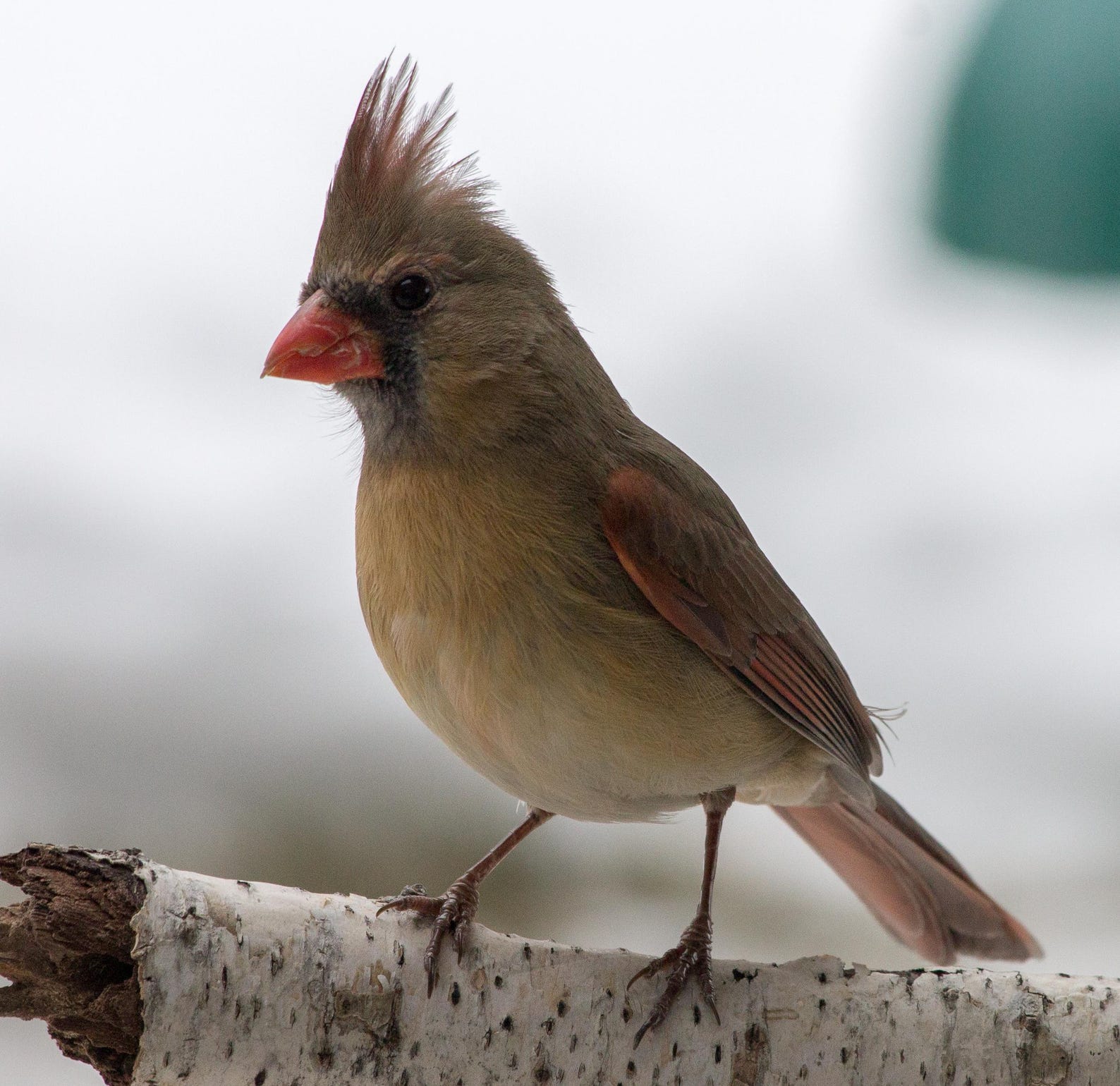 Female Cardinal on Branch - 8" Sq. Quality Print by Photographer Heidi ...