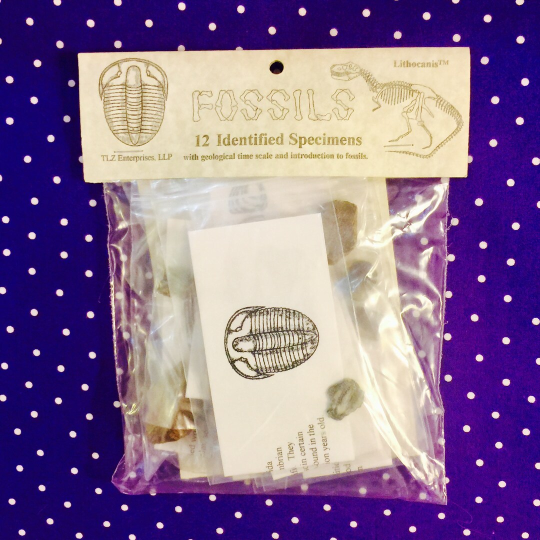 Fossil Set - 12 Piece Introductory Study Set - Etsy
