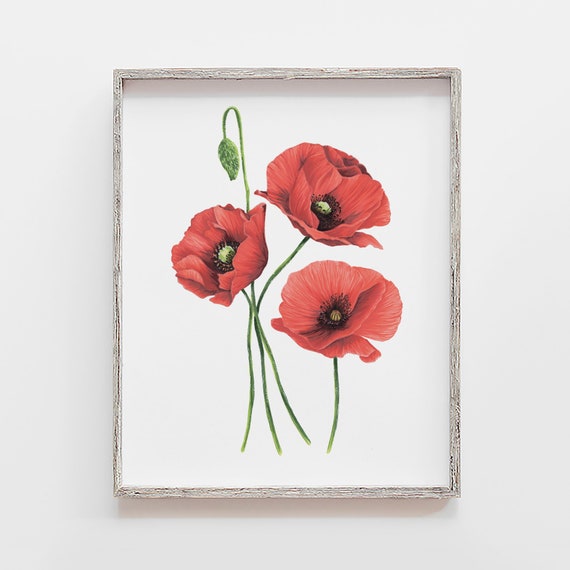 Red Poppy Flower Drawing
