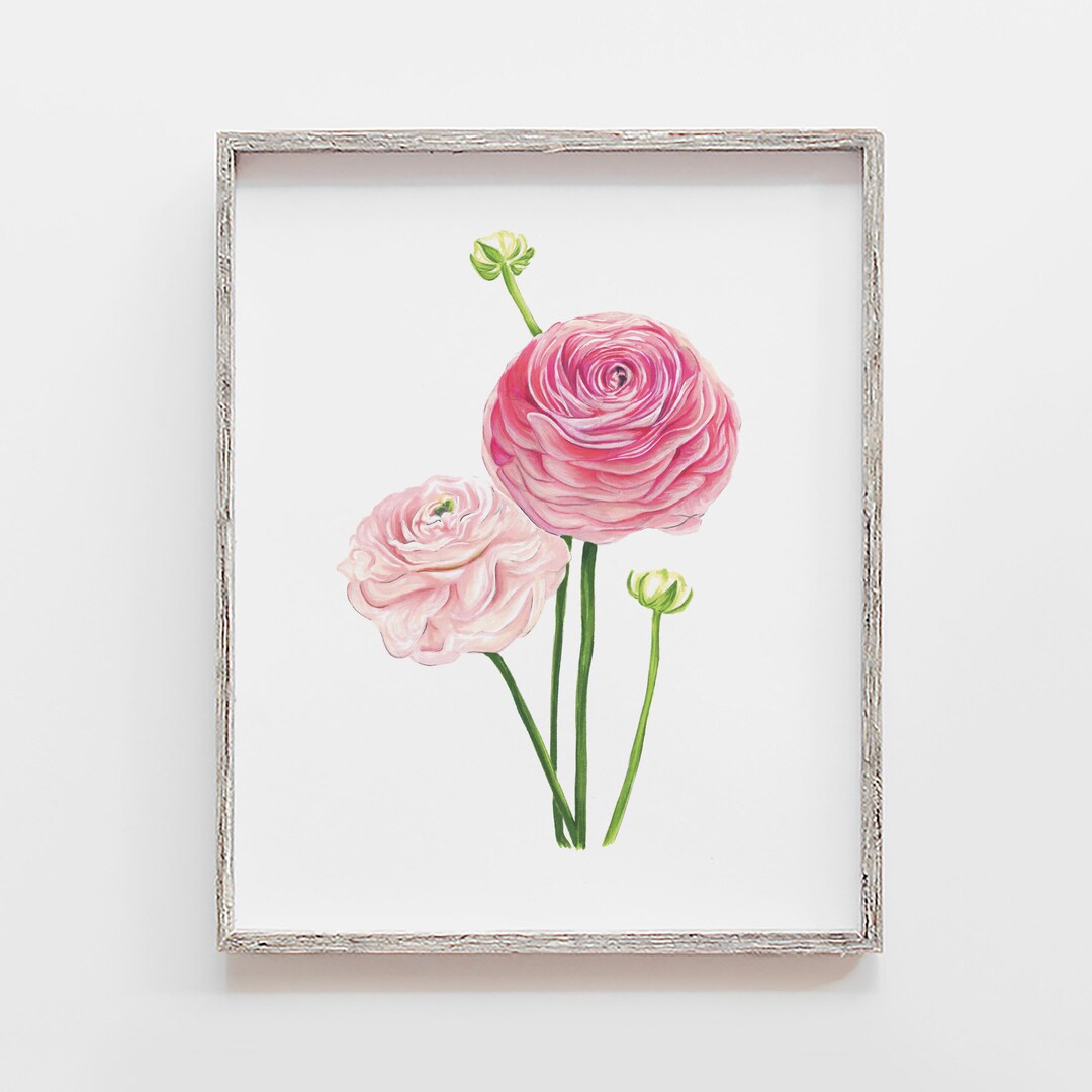 Pink Ranunculus Flower Art Print: Botanical Marker Drawing - Etsy
