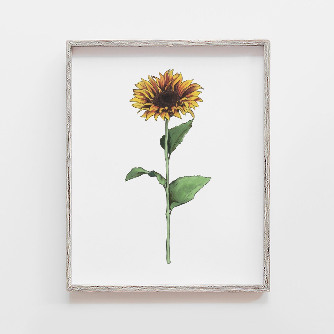Sunflower Art Print: Botanical Marker Drawing, Yellow Floral Wall Decor ...
