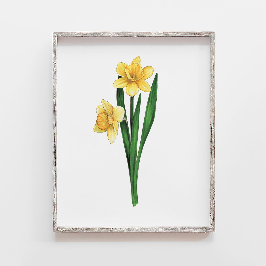 Daffodil Flower Art Print, Yellow Daffodil Marker Drawing Illustration ...