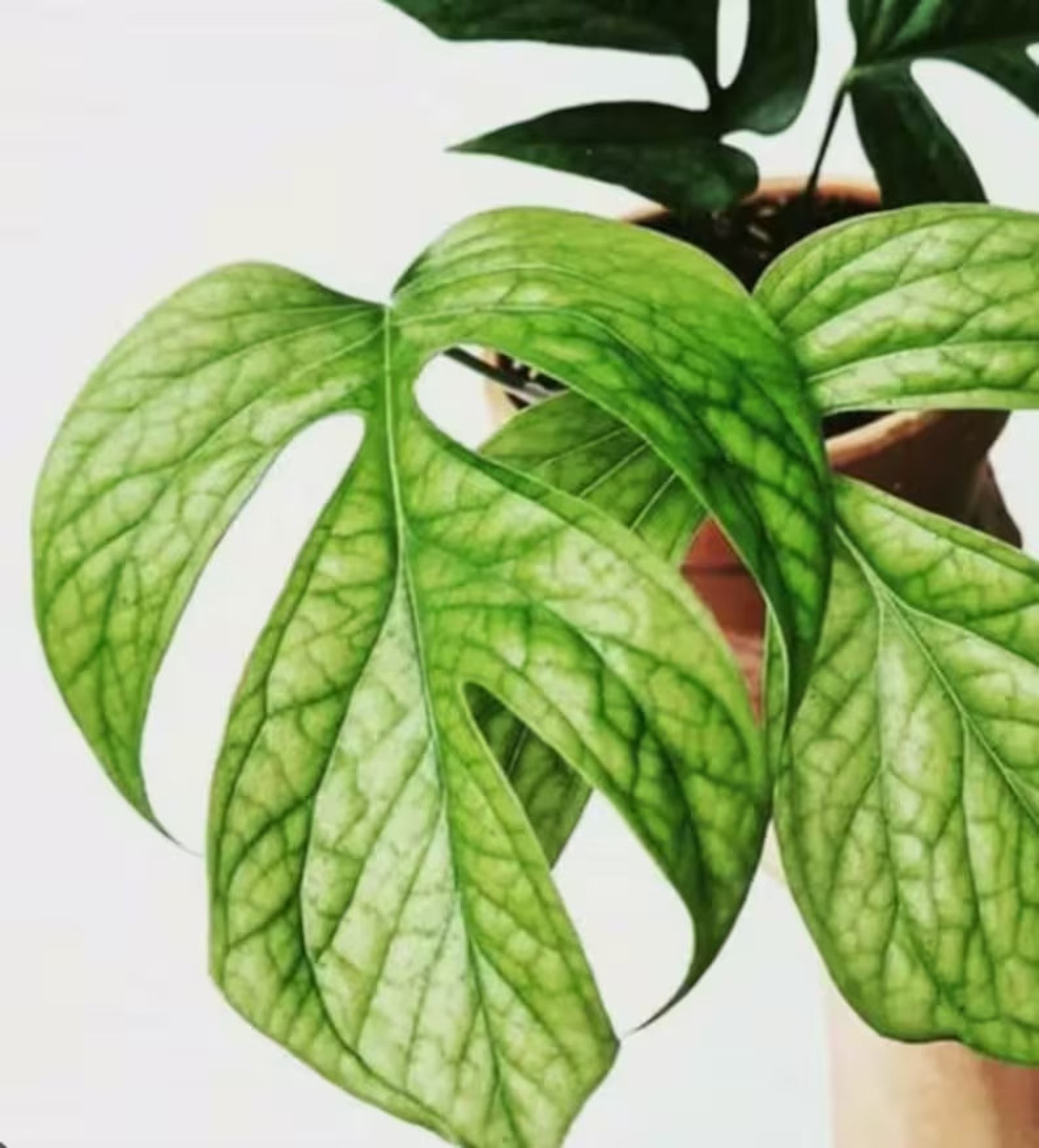 Monstera Spider Man Rare Live Indoor Plant, Amydrium Medium Silver ...