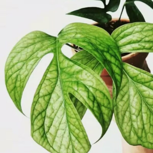 Spider Man Monstera Variegated - Etsy