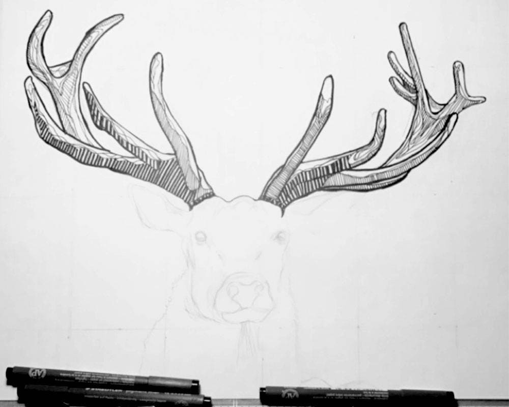 Deer in grass line drawing Original artwork large drawing | Etsy