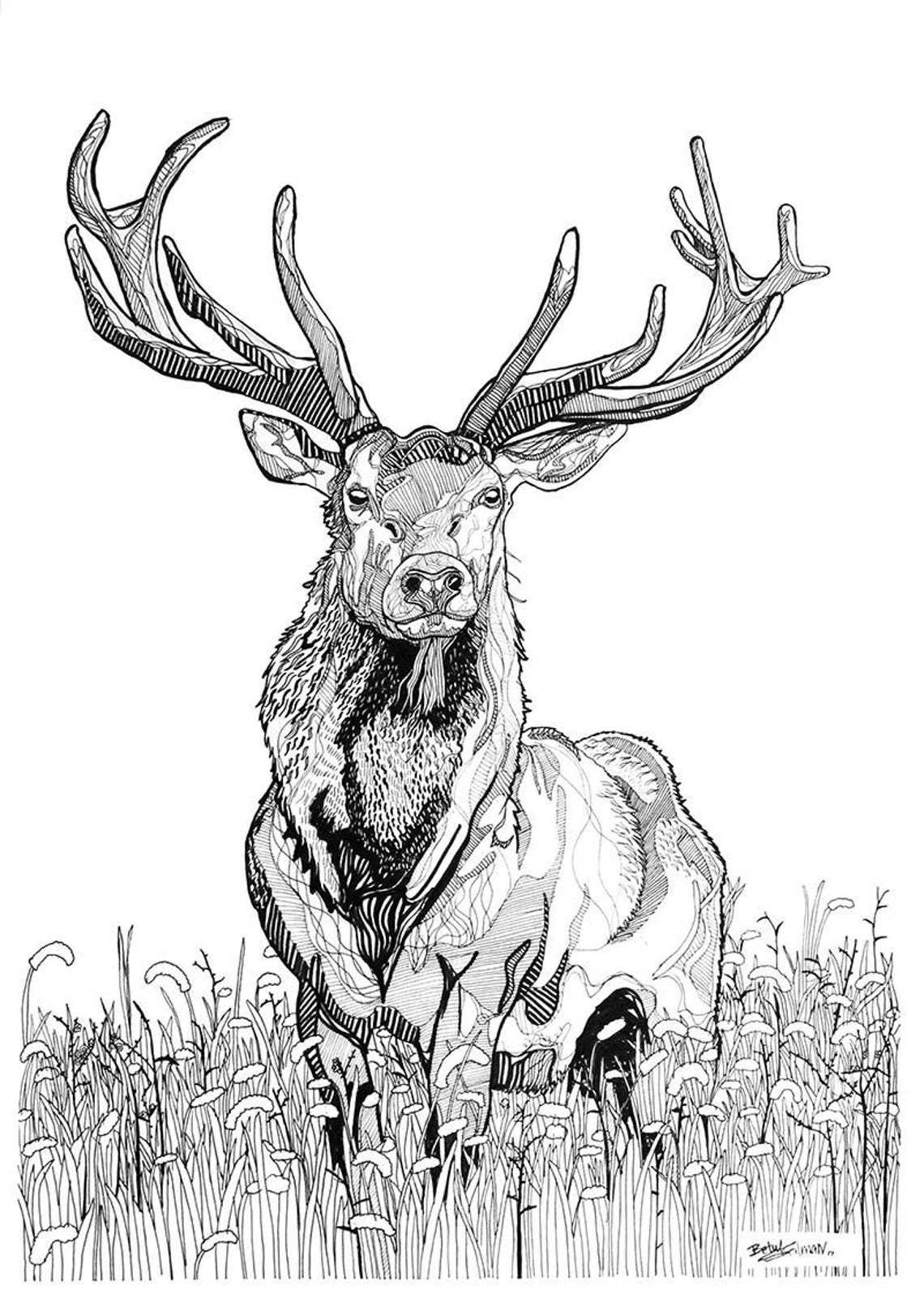 Deer in Grass Line Drawing Original Artwork Large Drawing - Etsy UK