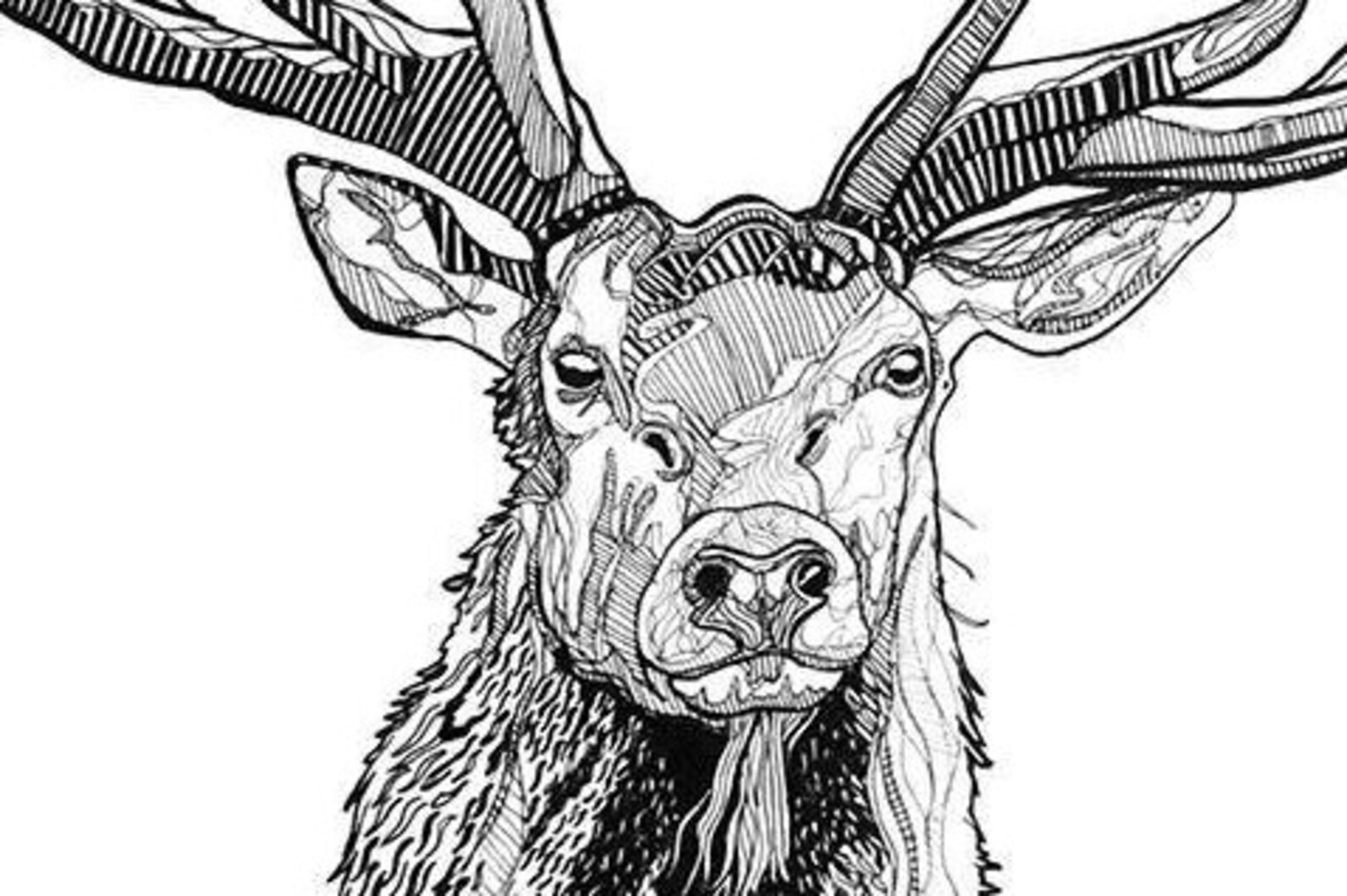 Deer Line Drawing Deer Print Black and White Fine Liners - Etsy UK