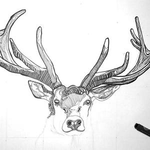 Deer in Grass Line Drawing, Original Artwork, Large Drawing, Home Decor ...