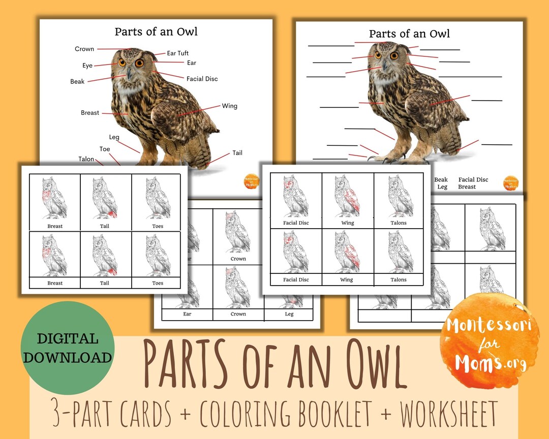 Parts of an Owl 3-part Cards Montessori Printable Preschool ...