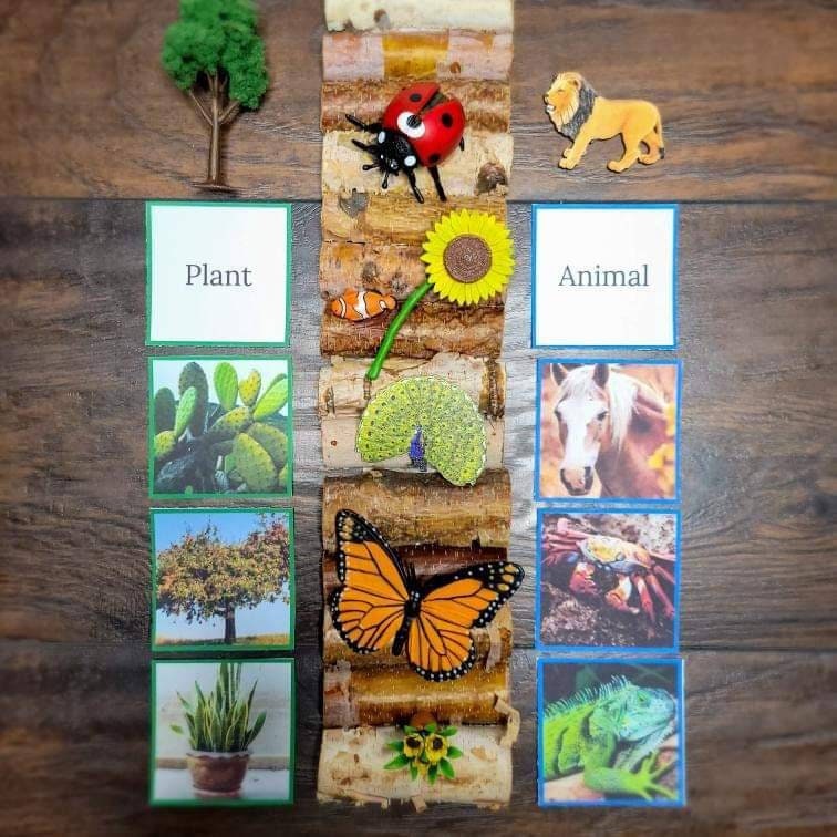 Montessori Science Bundle Cards Printable Preschool Kindergarten ...