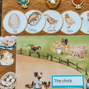 Chicken Unit Study Montessori Homeschool Science Printable 3 Part Cards ...