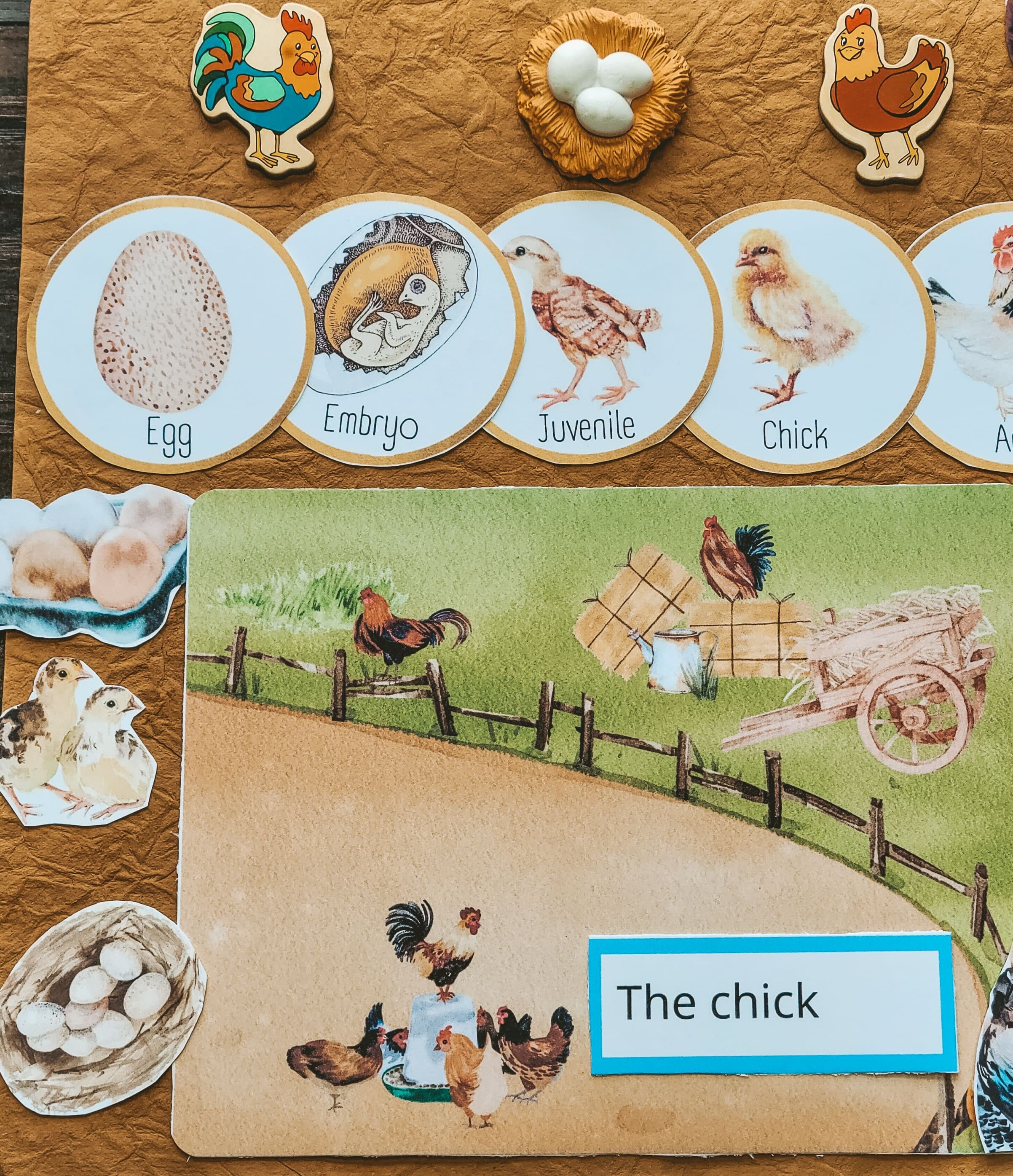 Chicken Unit Study Montessori Homeschool Science Printable 3 - Etsy