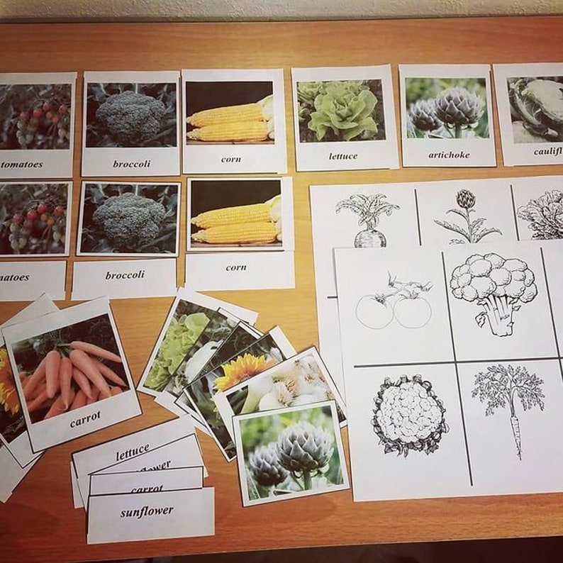 Garden Plant 3-part Cards Printable Preschool Kindergarten Montessori ...