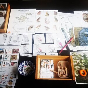 Owls in the World Unit Study Montessori Homeschool Printable 3 Part ...