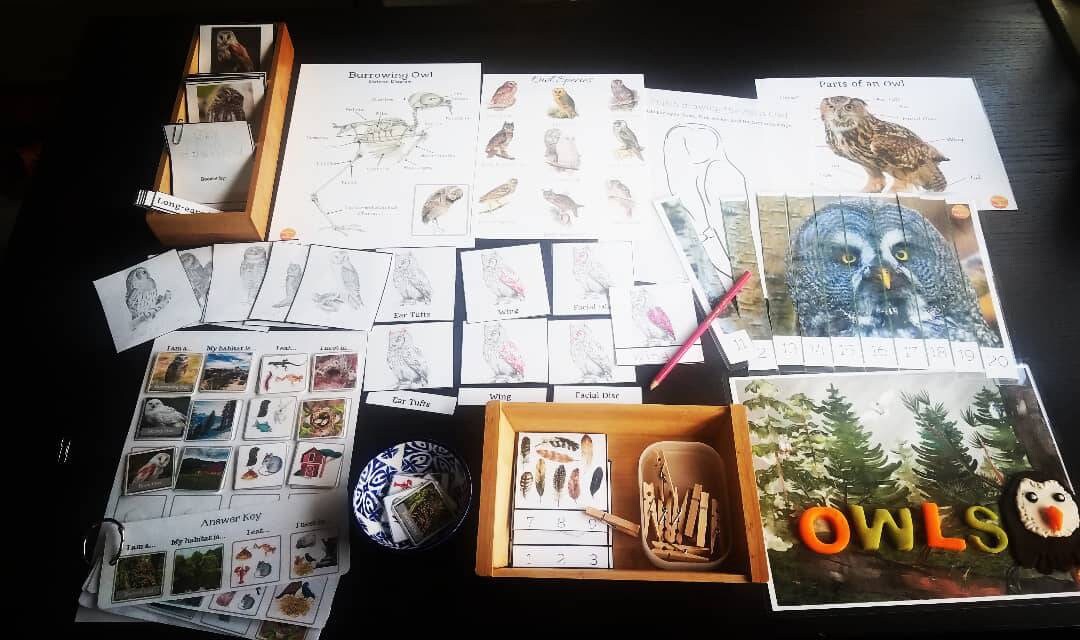 Owls in the World Unit Study Montessori Homeschool Printable 3 - Etsy